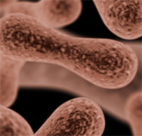 Den livsviktiga tarmbakterien | Doktorn.com