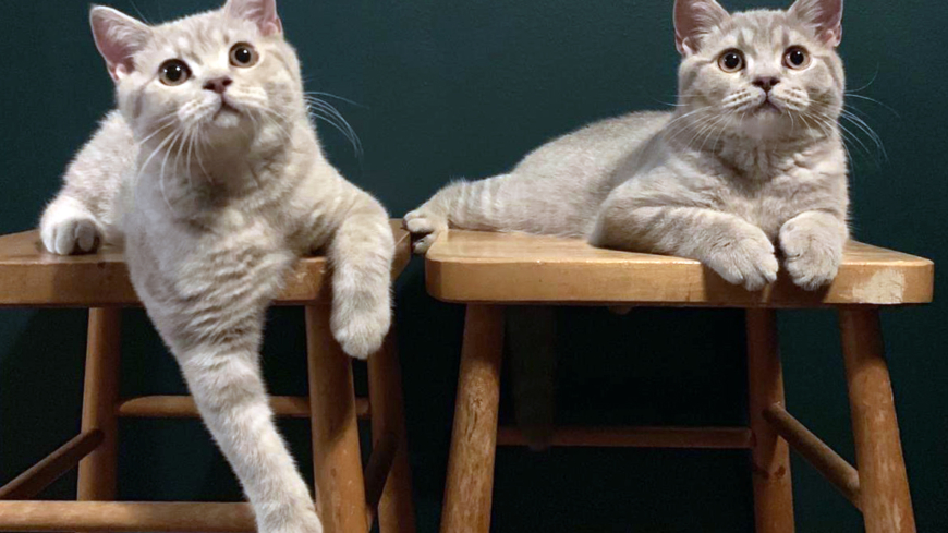 Noskvalster (Pneumonyssoides caninum) – orsak, symtom och behandling ...