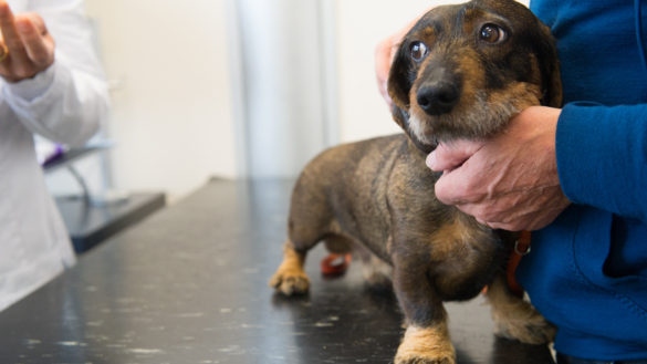 Noskvalster (Pneumonyssoides caninum) – orsak, symtom och behandling ...