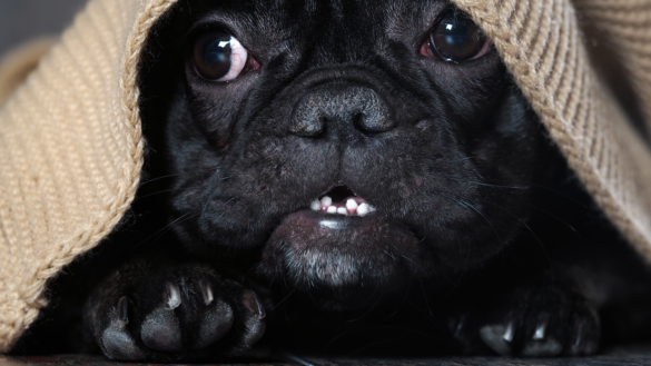 Noskvalster (Pneumonyssoides caninum) – orsak, symtom och behandling ...