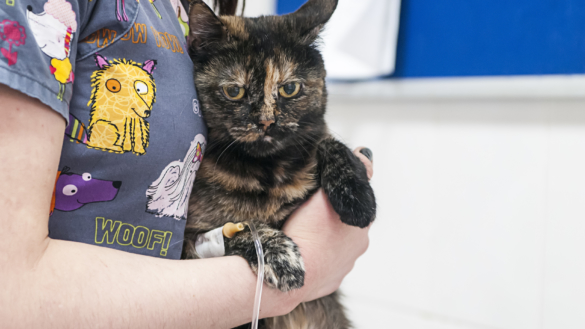 Noskvalster (Pneumonyssoides caninum) – orsak, symtom och behandling ...